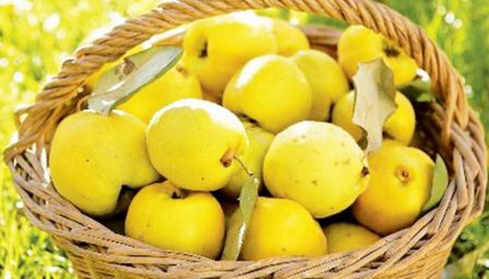 Behi - astmaga qarshi vosita - Dorivor ne’matlar