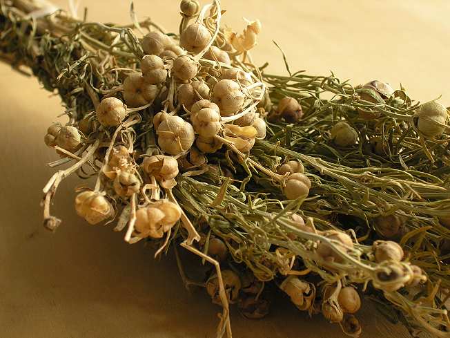 Isiriq mo‘jizasi. Issiriq haqiqatdan ham foydalimi - Dorivor ne’matlar